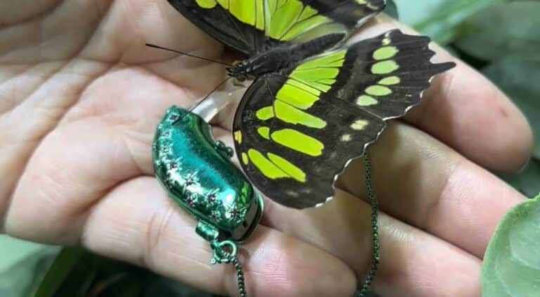 Audiology Worldnews - Auzi - another auspice that quality jewellery can ...